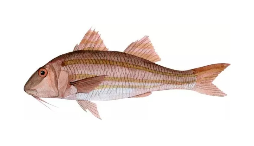 mullus surmuletus rouget barbet de roche روجي بولحيا سلطان - medpeche maroc