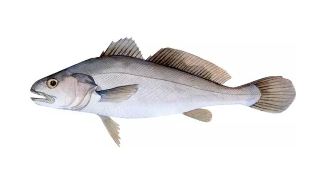 argyrosomus regius Perca regia Corvina Maigre Grogneur Courbine القرب ...