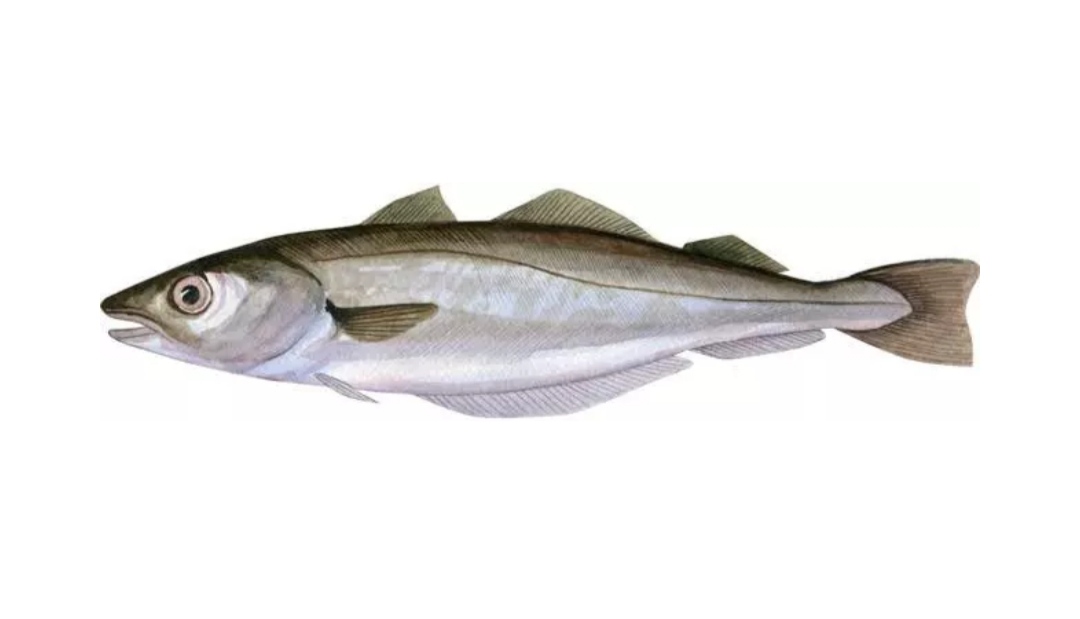 poissons litoral marocain أسماك السواحل المغربية – medpeche maroc