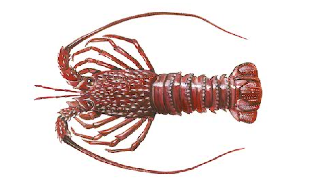 Paliturus mauritanicus langouste rose جراد البحر وردي اللون لانكوست ...