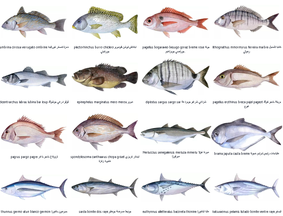 poissons eaux continentales أسماك المياه البرية – medpeche